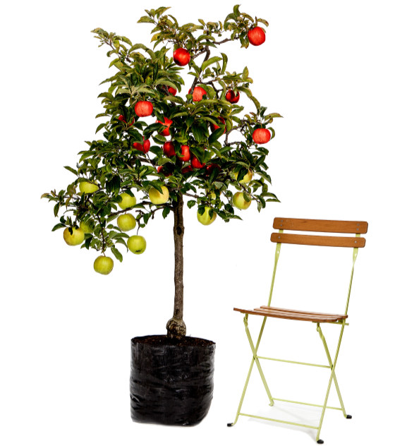 Coronet Miniature Apple Trees Ireland Balconies Patios And Gardens